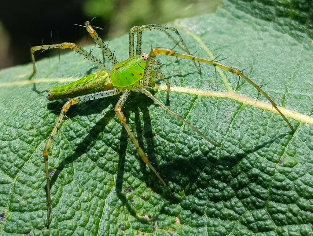 Green Lynx Spiders from San Antonio de Oriente, Honduras on October 18 ...