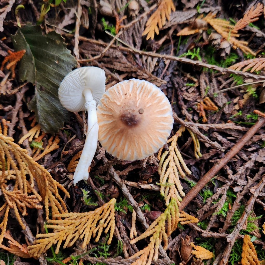 Lepiota rubrotinctoides from Clinton, WA 98236, USA on October 19, 2023 ...