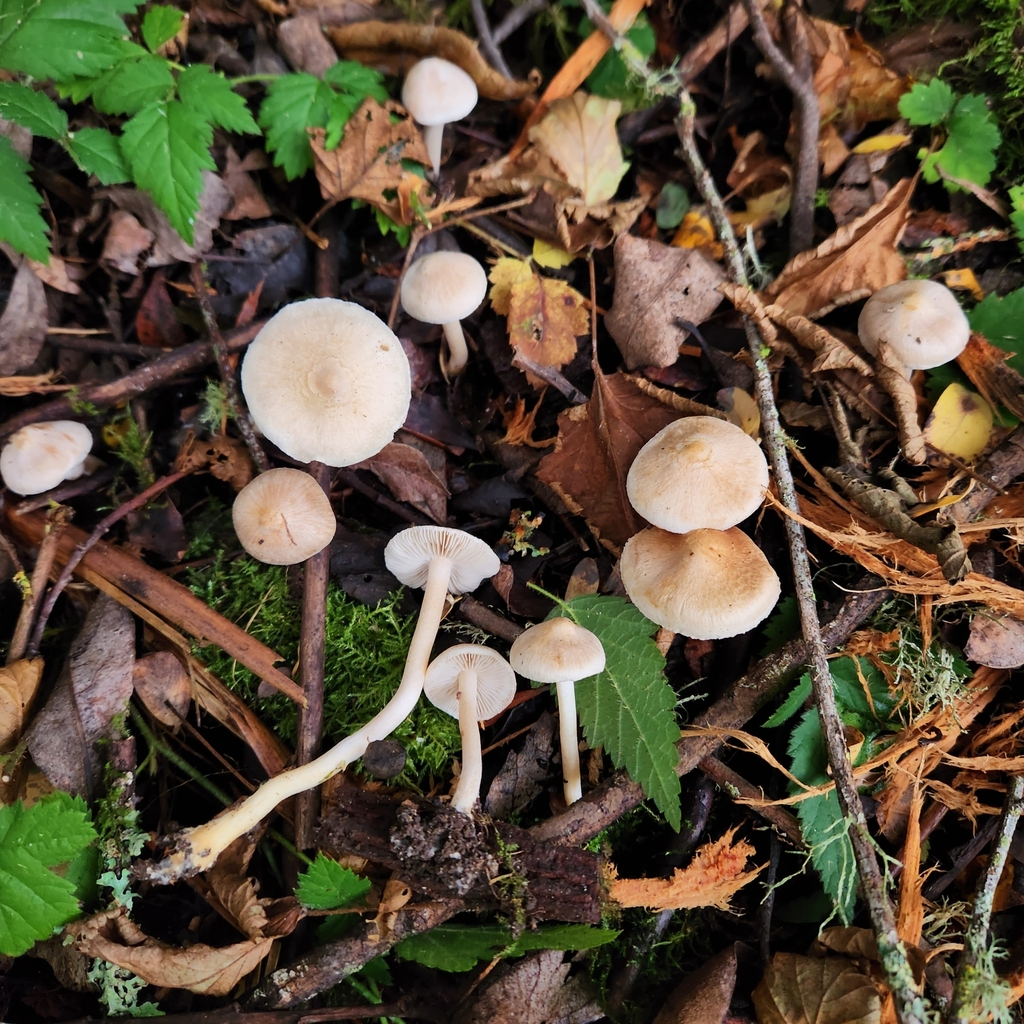 Fiber Caps from Clinton, WA 98236, USA on October 19, 2023 at 03:35 PM ...