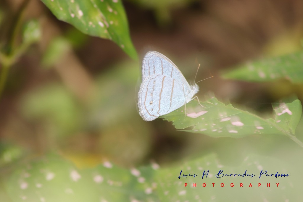 Dirty-blue Satyr from Reserva Territorial, Col Santa Bárbara, Ver ...