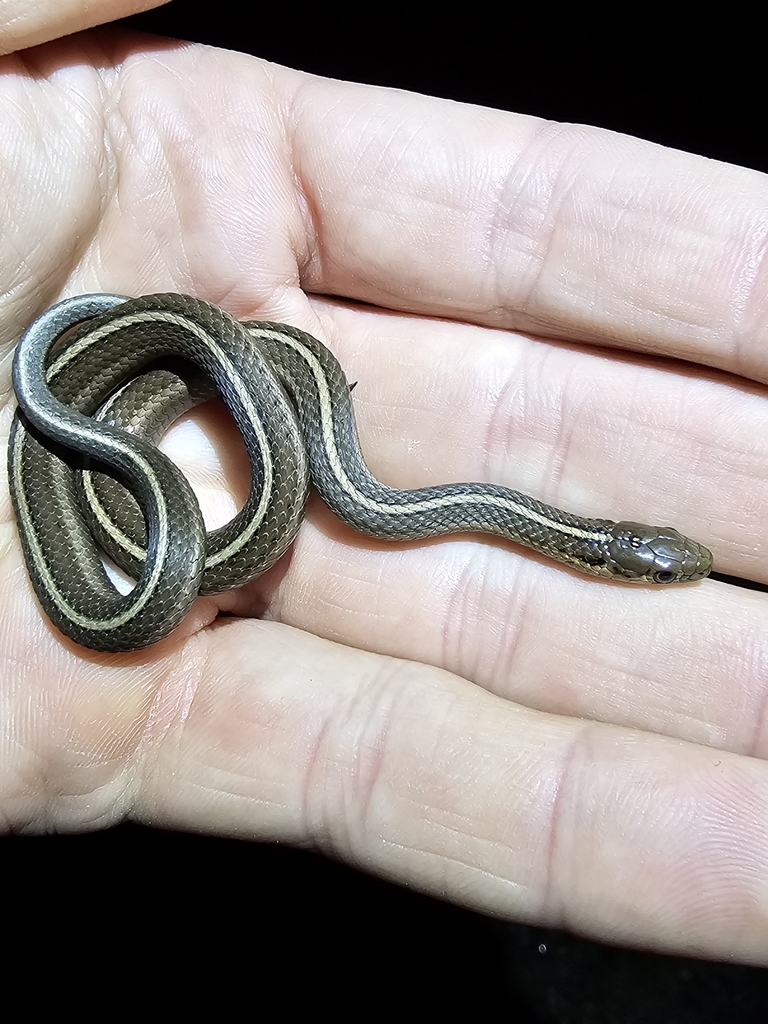 Short-headed Garter Snake in October 2023 by Ripley Kindervater ...