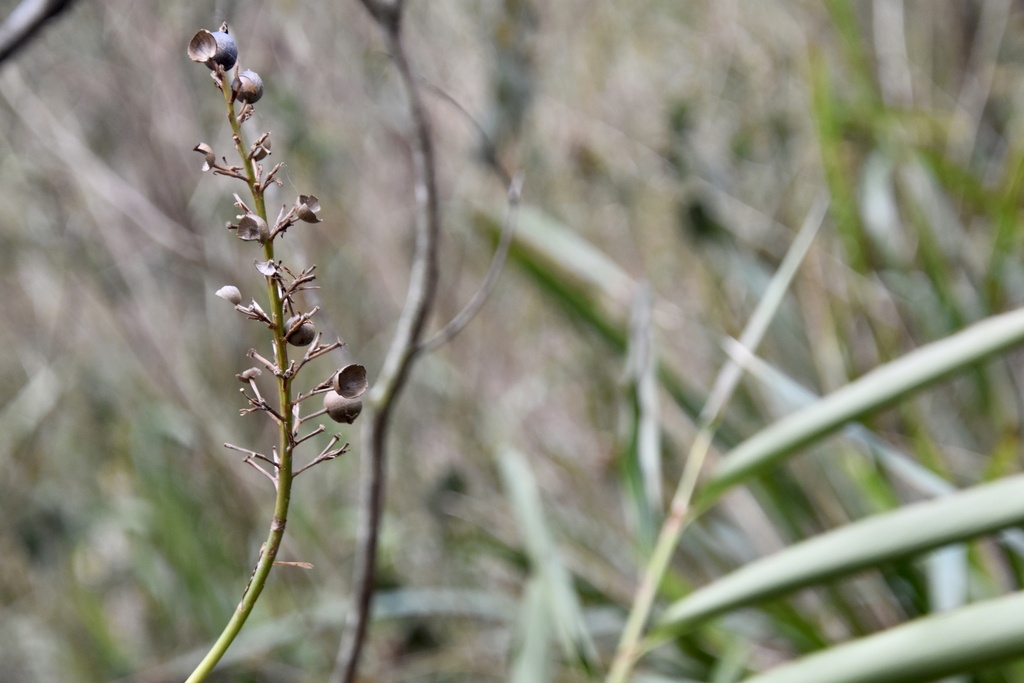 Native Ginger from Meadowbrook, QLD, AU on October 16, 2023 at 03:29 PM ...