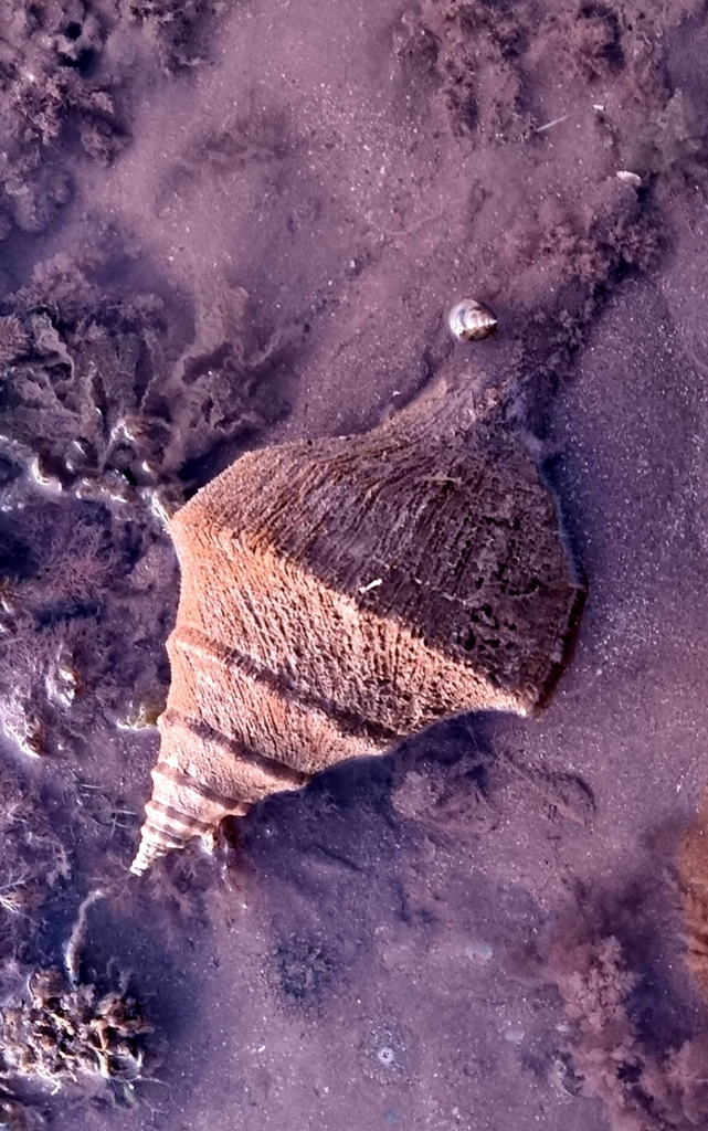 Australian Trumpet from Sutherland St After Rodoreda St, Port Hedland ...