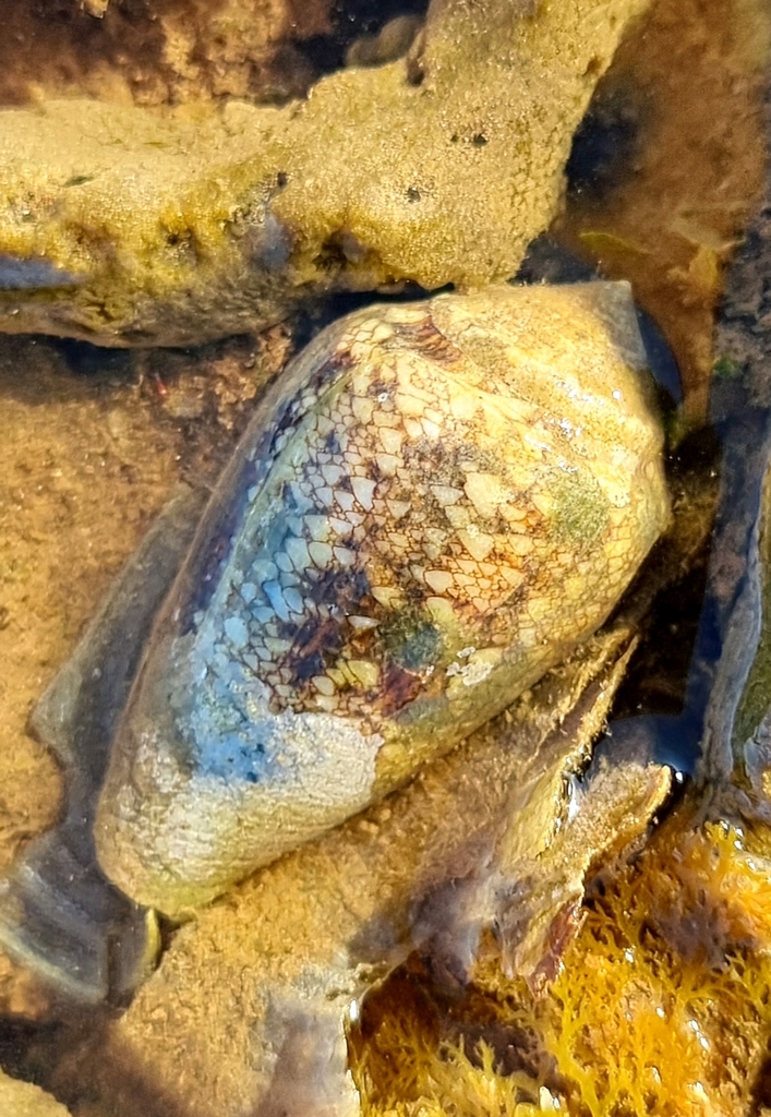 Queen Victoria Cone from Port Hedland, WA, Australia on October 20 ...