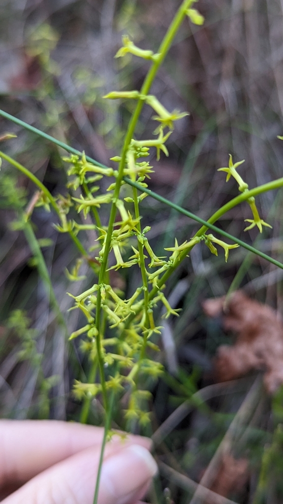 Yellow Stackhousia from Blackheath NSW 2785, Australia on October 20 ...