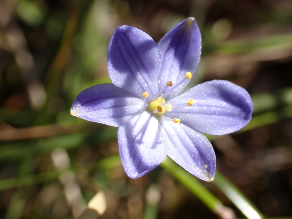 Blue Stars from Belgrave South VIC 3160, Australia on October 18, 2023 ...