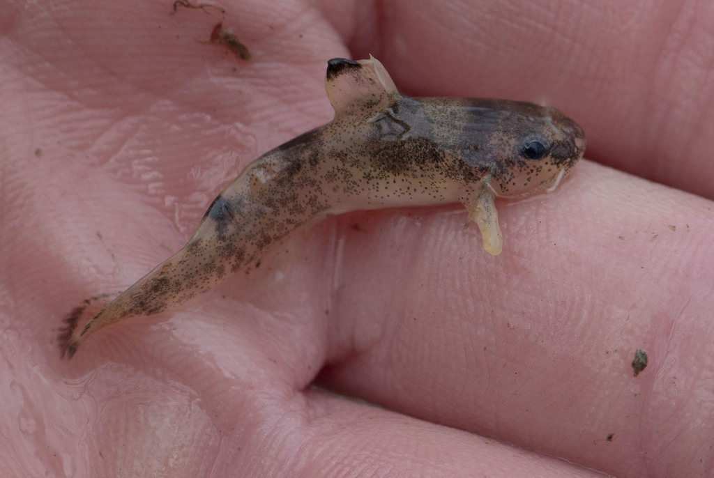 Brindled Madtom in March 2019 by Owen Ridgen · iNaturalist