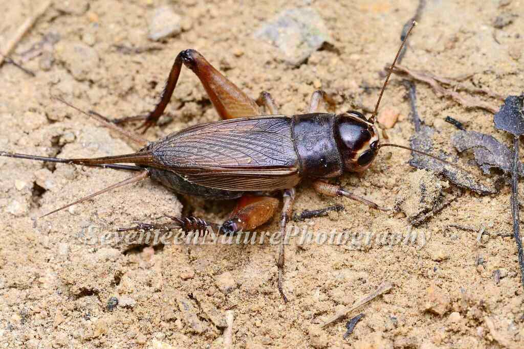 Emma Field Cricket from 中国江苏省镇江市句容市 on October 14, 2023 at 10:02 PM by ...