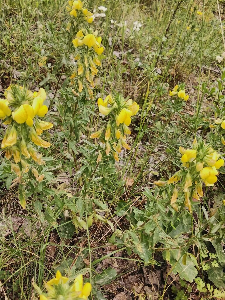 yellow restharrow from Les Marais, 69330 Lyon, France on June 20, 2021 ...