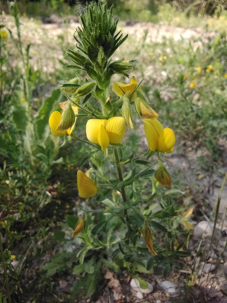 yellow restharrow from 69330 Jonage, France on May 31, 2020 at 05:39 PM ...