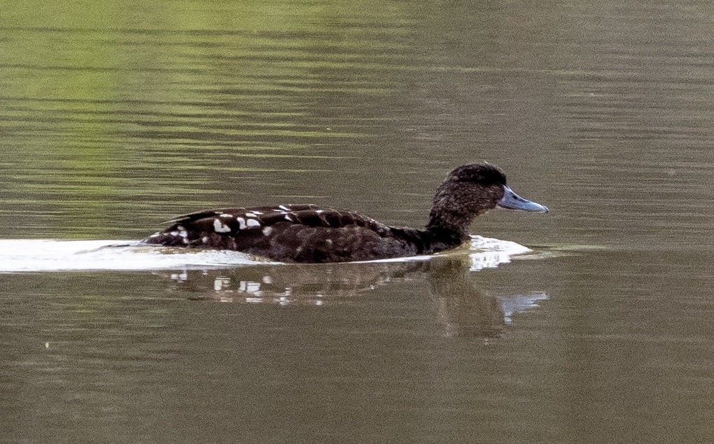 African Black Duck from West Coast District Municipality, South Africa ...