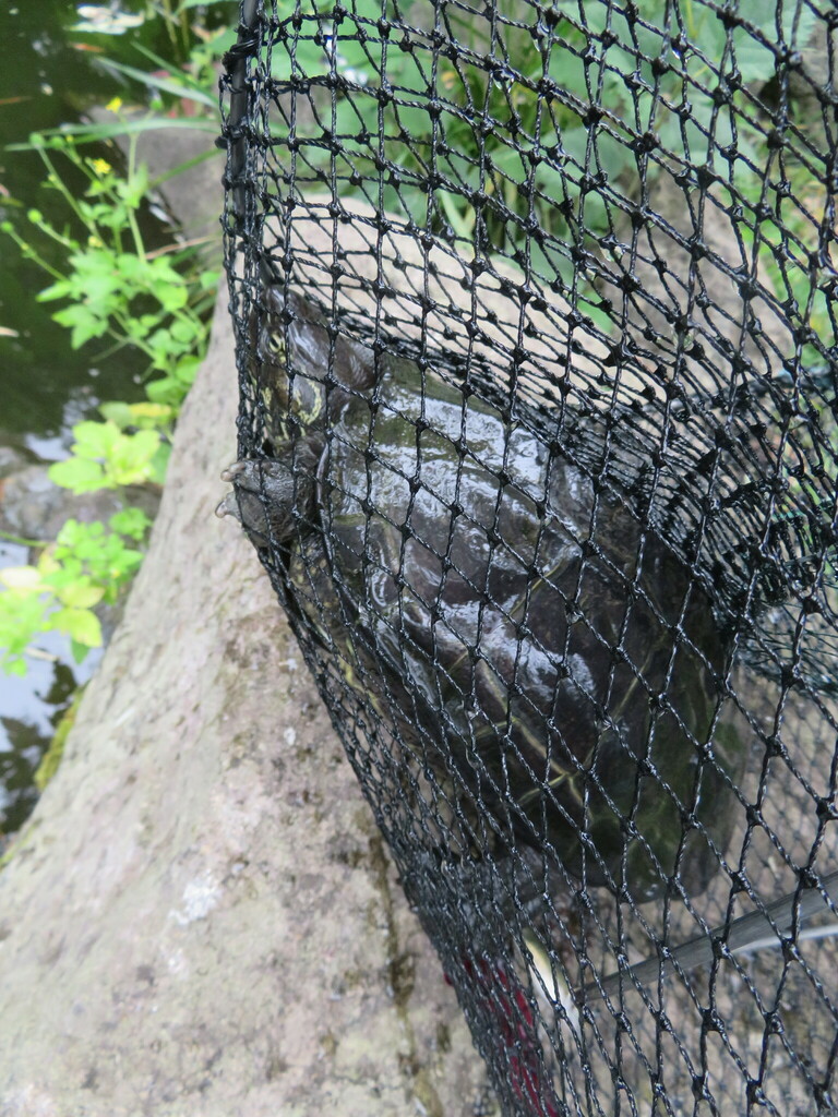 Chinese Pond Turtle in August 2018 by T. Yoshida · iNaturalist