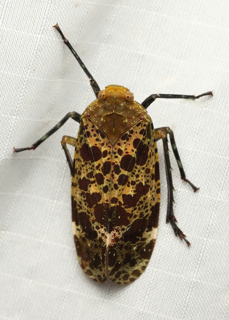 Penthicodes caja from Bukit Fraser, 49000 Bukit Fraser, Pahang ...