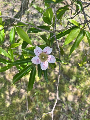 Rothmannia annae · NaturaLista Colombia