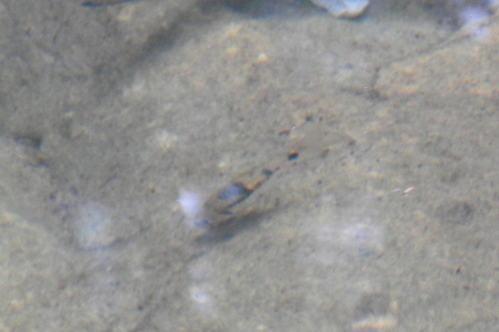 Barbodes kuchingensis from 93050 Kuching, Sarawak, Malaysia on October ...
