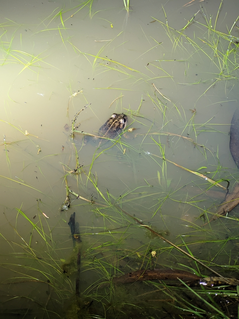 Eastern Banjo Frog from Morwell VIC 3840, Australia on October 20, 2023 ...