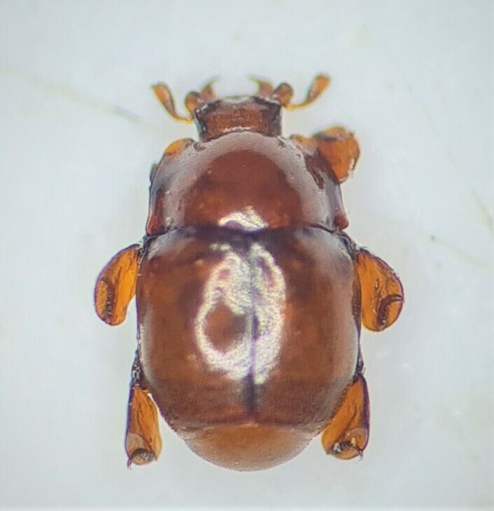 Satrapes sartorii from 04200 Saint-Vincent-sur-Jabron, France on April ...