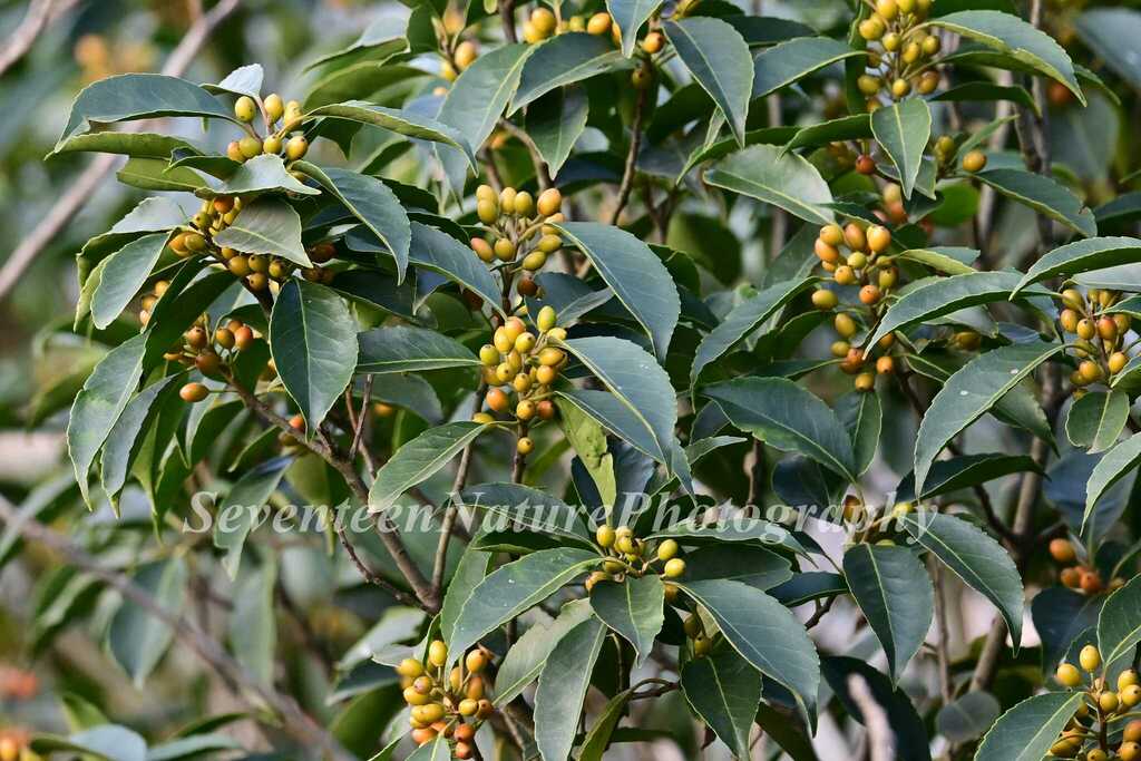 Ilex chinensis from 中国江苏省南京市江宁区 on October 15, 2023 at 04:44 PM by 石柒 ...