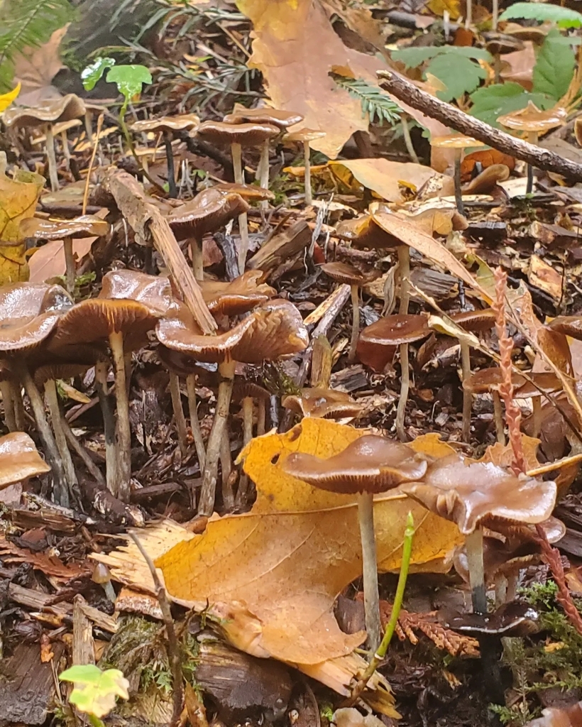 Wavy Cap in October 2023 by Derek Herman · iNaturalist