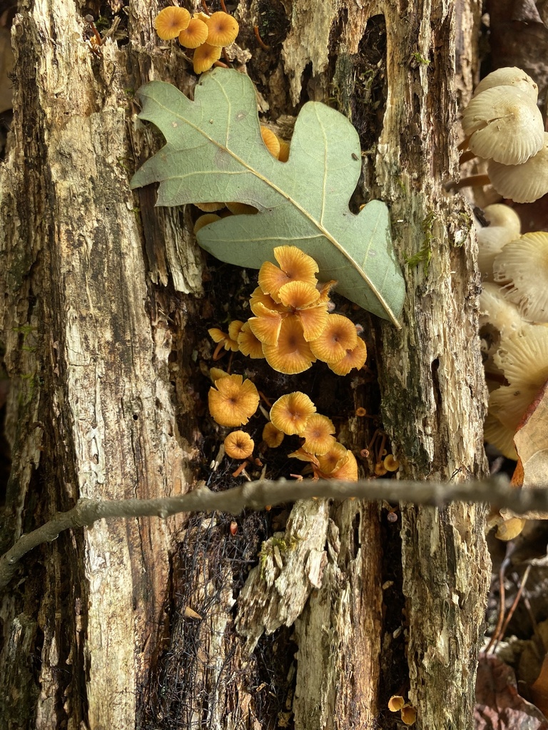 Xeromphalina from Hillsboro, VA, US on October 19, 2023 at 02:54 PM by ...