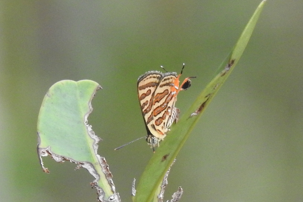 Club Silverline from Sarawak, Malaysia on October 14, 2023 at 08:04 AM ...