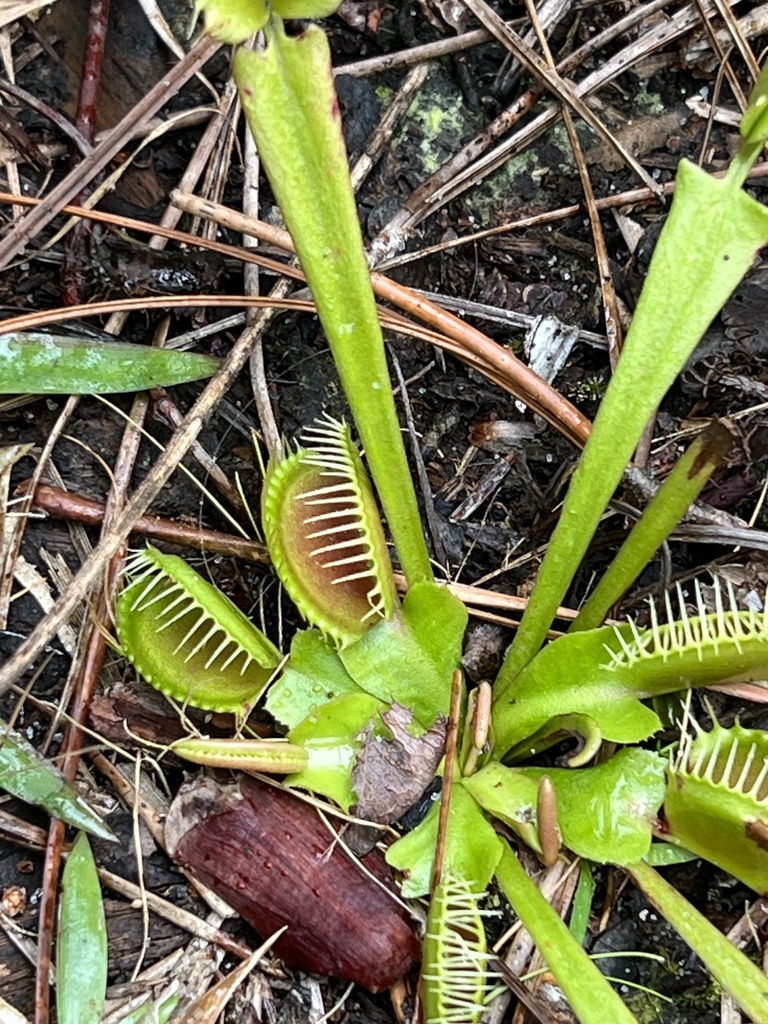 Venus flytrap in October 2023 by Elli · iNaturalist