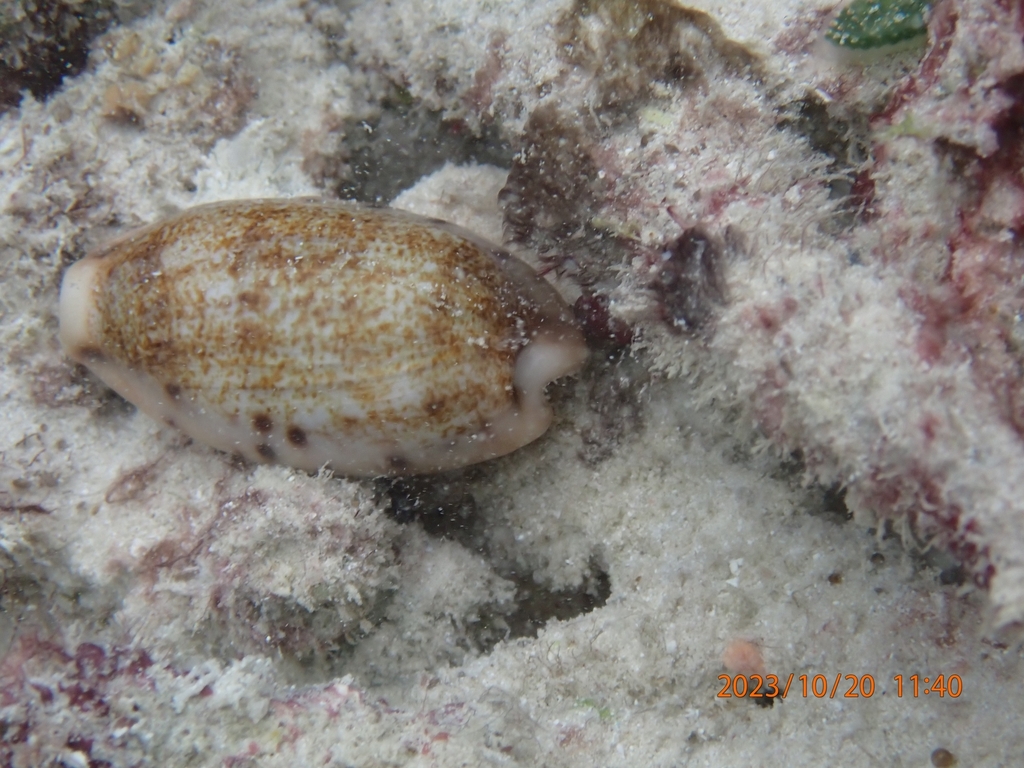 Erronea caurica from 3V3Q+C49, Nilandhoo, Maldives on October 20, 2023 ...