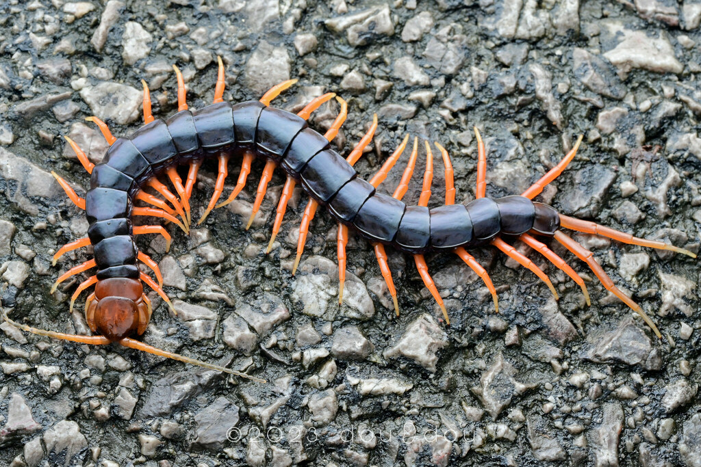 Pacific Giant Centipede from 中国贵州省黔南布依族苗族自治州荔波县茂兰镇 on July 29, 2023 at ...