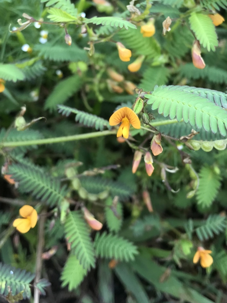 shyleaf from Amatlán de Quetzalcoatl, Tepoztlán, Mor., MX on October 18 ...