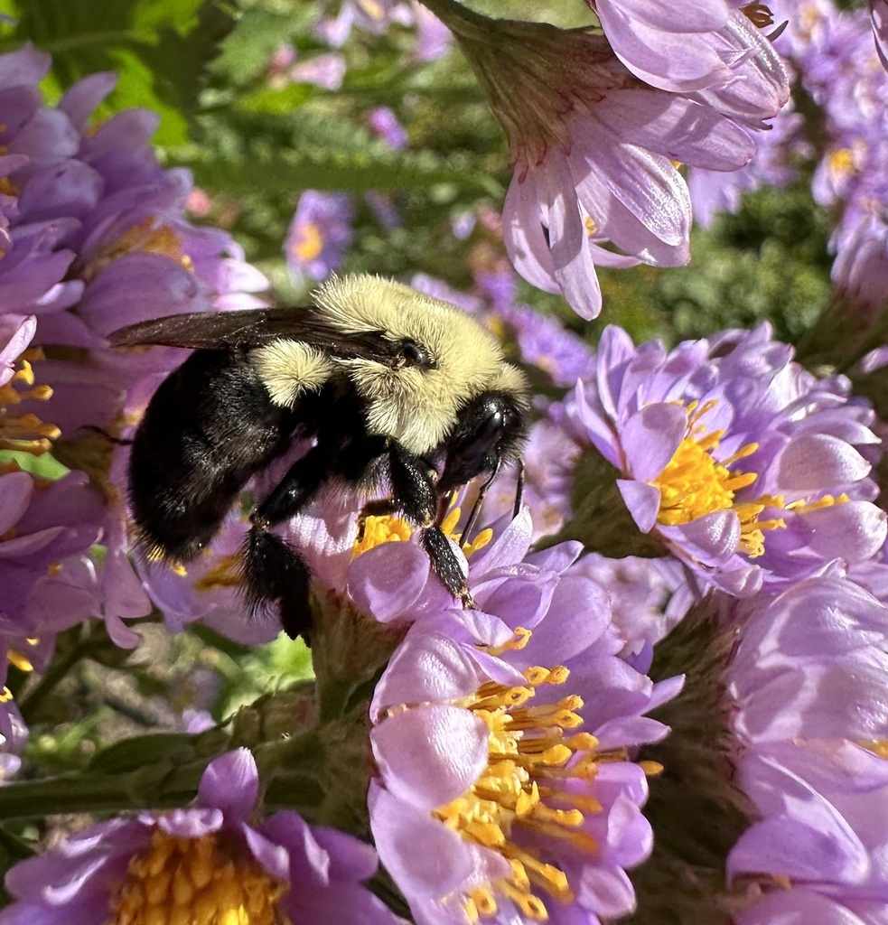 Common Eastern Bumble Bee from Hackley School, Tarrytown, NY, US on ...