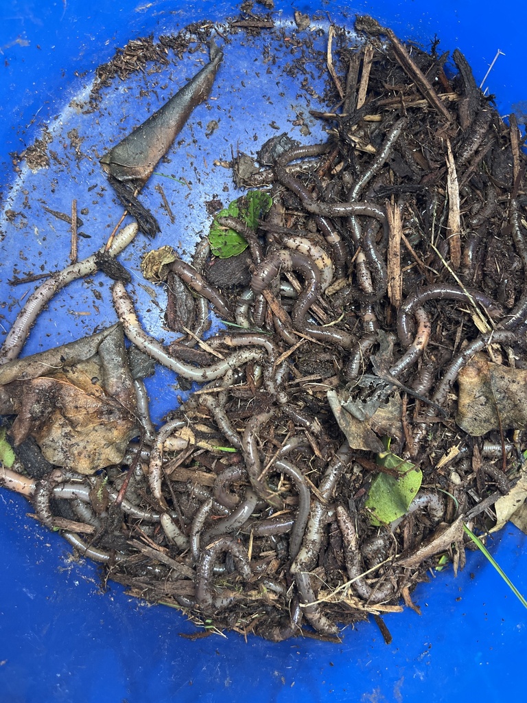 Rustic Jumping Worm from Whitefield Dr, Jeffersonville, VT, US on ...