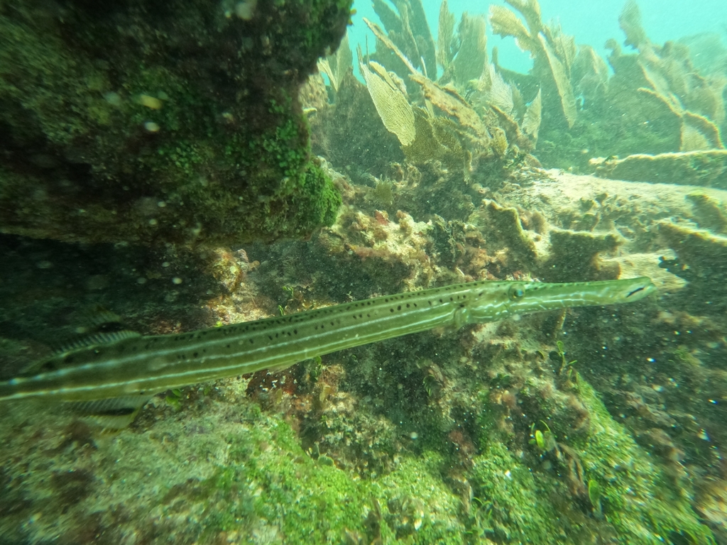 Western Atlantic Trumpetfish from Arrecifes de Puerto Morelos, Q. Roo ...