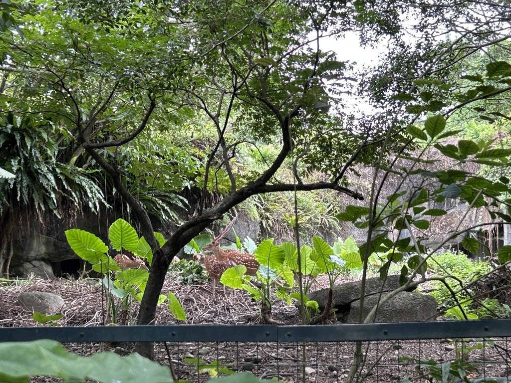Sika Deer from Taipei City Zoo, Wenshan District, TPE, TW on July 31 ...