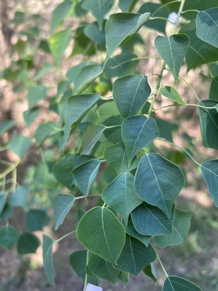 Chinese Tallow from Herman Brown Park, Houston, TX, US on October 16 ...