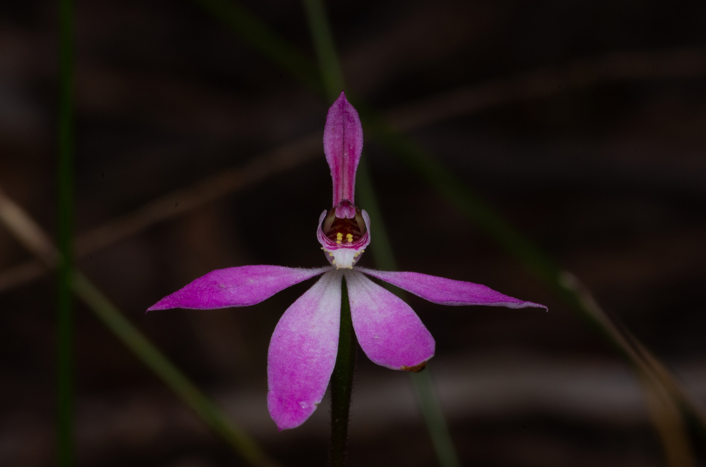 Pink Lady Fingers from Mount Dryden VIC 3381, Australia on October 13 ...