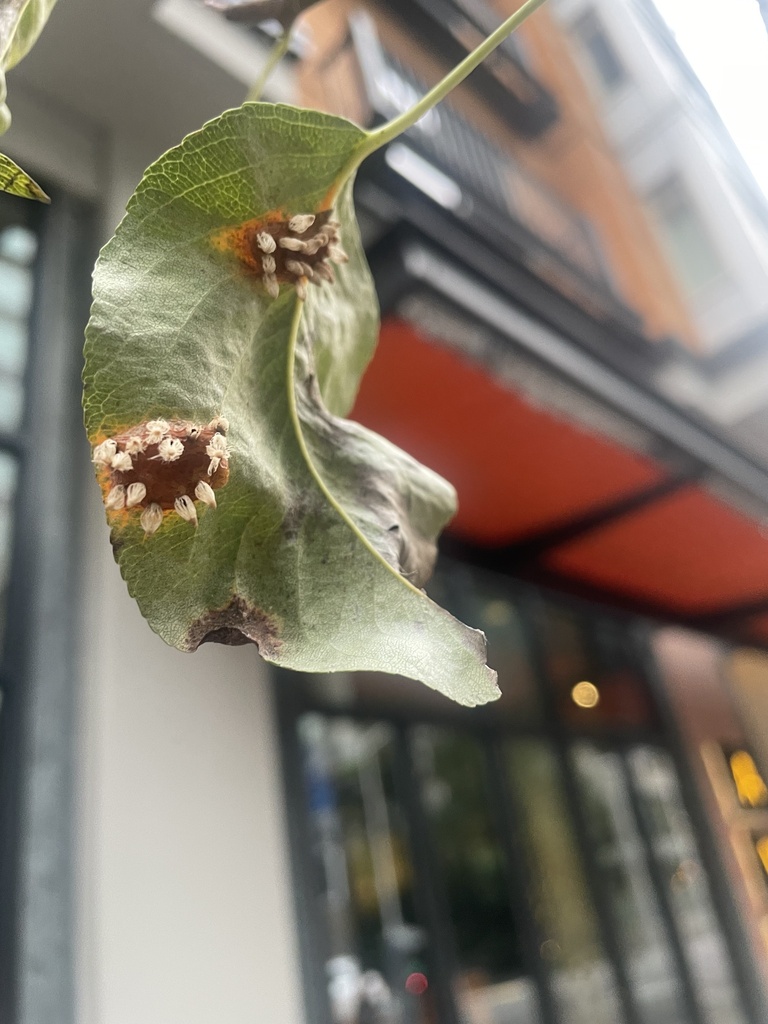 Pear Rust from Western Ave, Seattle, WA, US on October 19, 2023 at 08: ...
