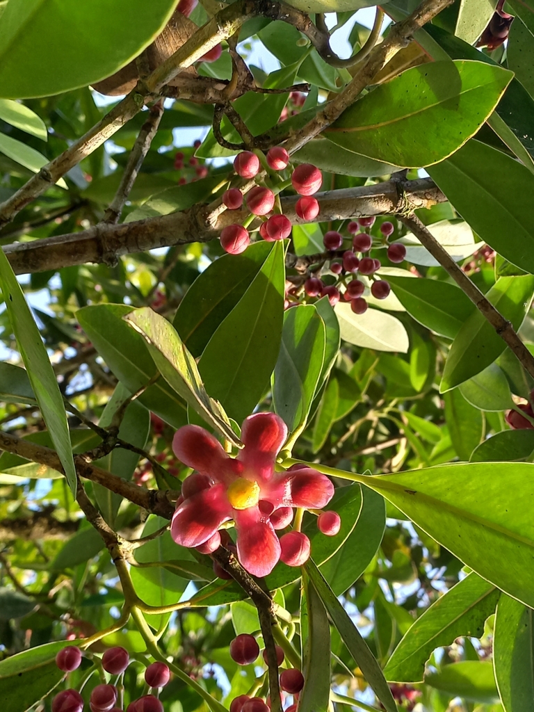 attorney tree family from HWXM+967, Ecuador on October 18, 2023 at 05: ...