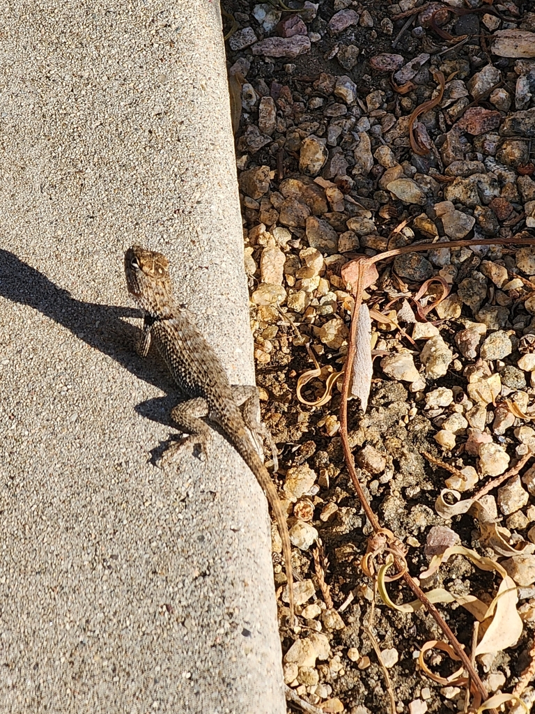 Desert Spiny Lizard from Haven Ridge, Tucson, AZ 85745, USA on October ...