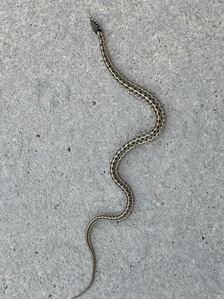 Checkered Garter Snake from Brewster County, US-TX, US on October 18 ...