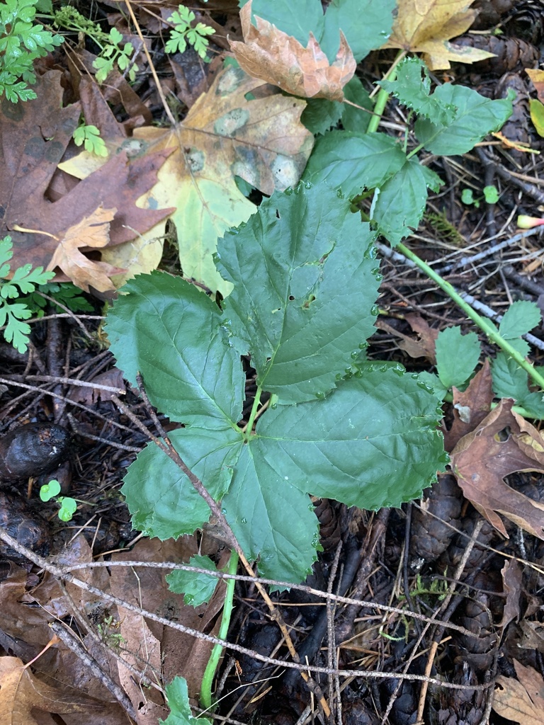 brambles from The Evergreen State College, Olympia, WA, US on October ...