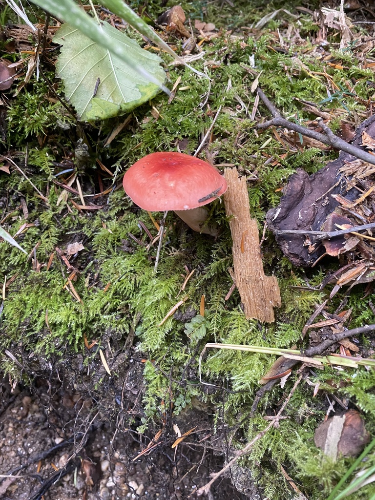 blood red russula from Mica, WA, US on October 16, 2023 at 02:35 PM by ...
