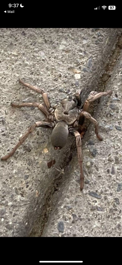 Calisoga on October 20, 2023 at 09:37 AM by mfortner · iNaturalist