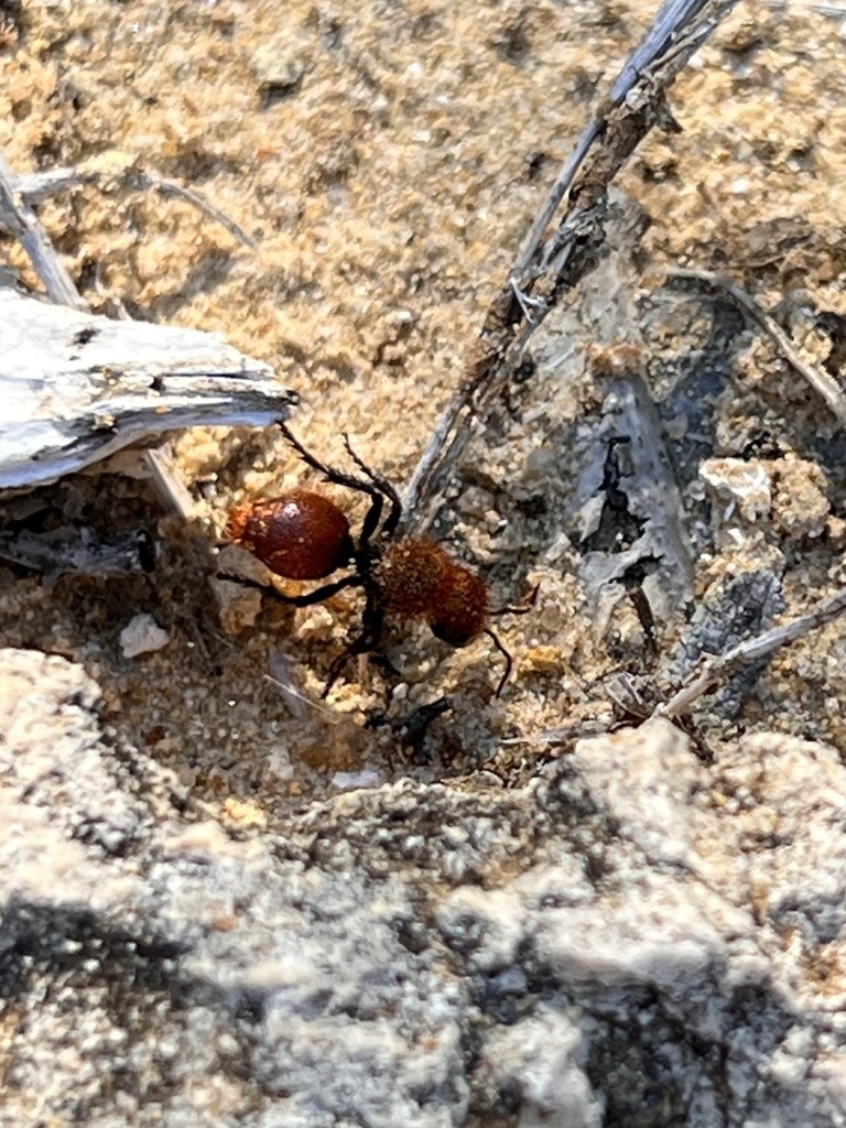 Pacific Velvet Ant from Carlsbad, CA, US on October 6, 2023 at 09:22 AM ...