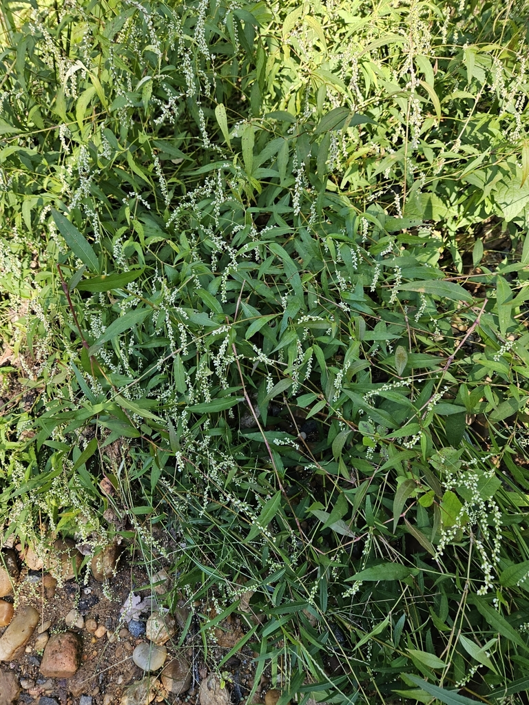 swamp smartweed from Bastrop on October 20, 2023 at 10:29 AM by Hannah ...