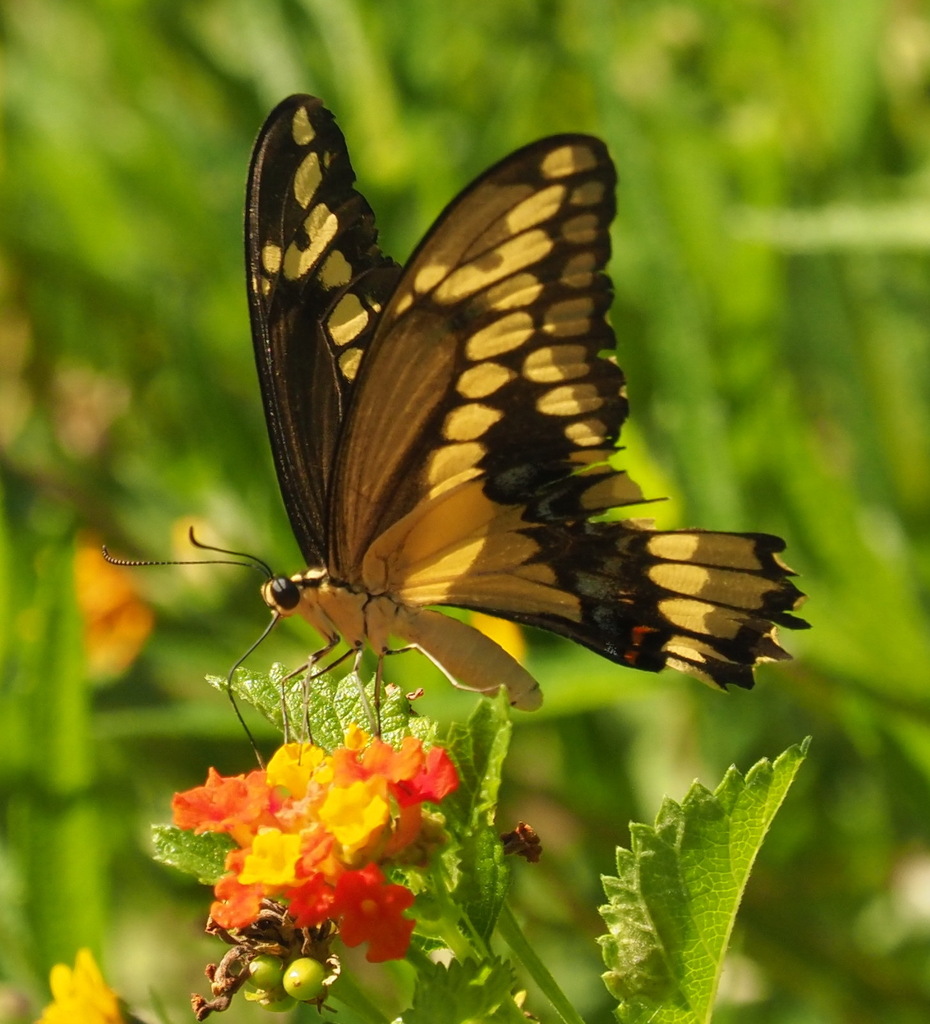Eastern Giant Swallowtail from Bob Jones Nature Center, Southlake, TX ...