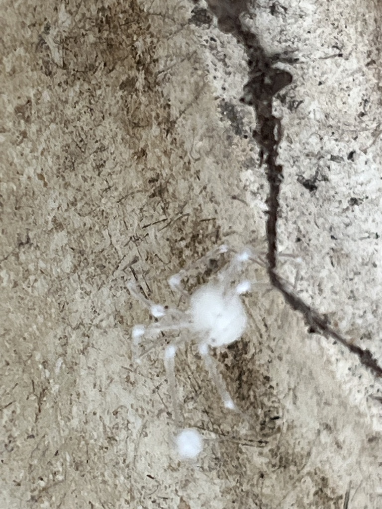 Engyodontium aranearum from Bath Rd, Kingston, ON, CA on October 18 ...