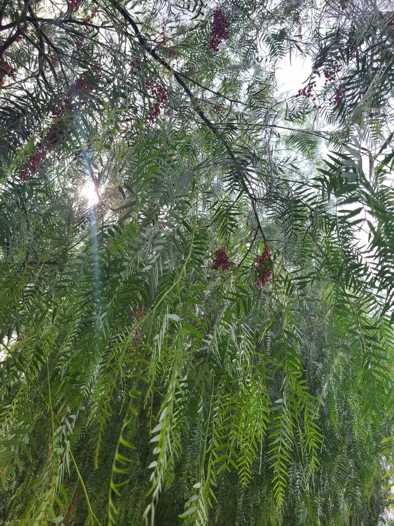 Peruvian Pepper Tree from Temecula on October 13, 2023 at 11:20 AM by ...