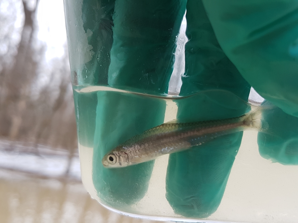 Ghost Shiner in March 2019 by Owen Ridgen · iNaturalist