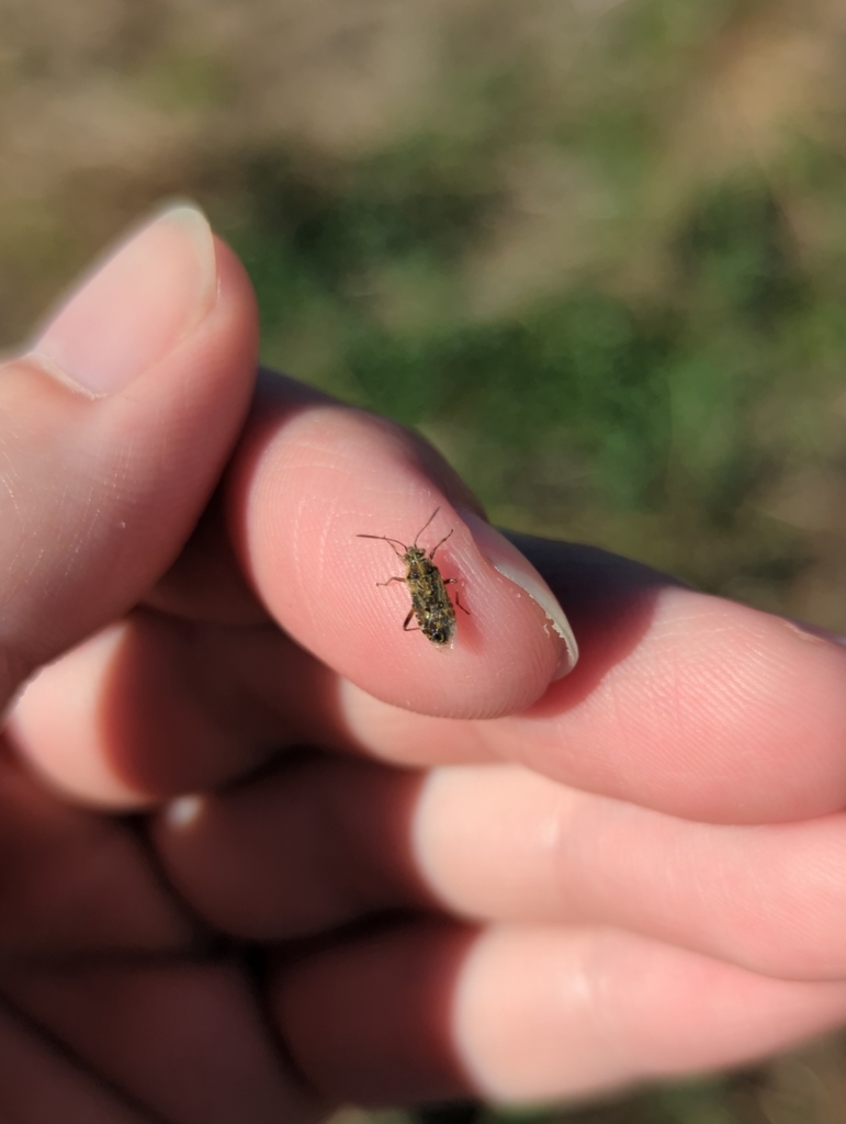 Hyaline Grass Bug from Denton, TX 76207, USA on October 20, 2023 at 02: ...