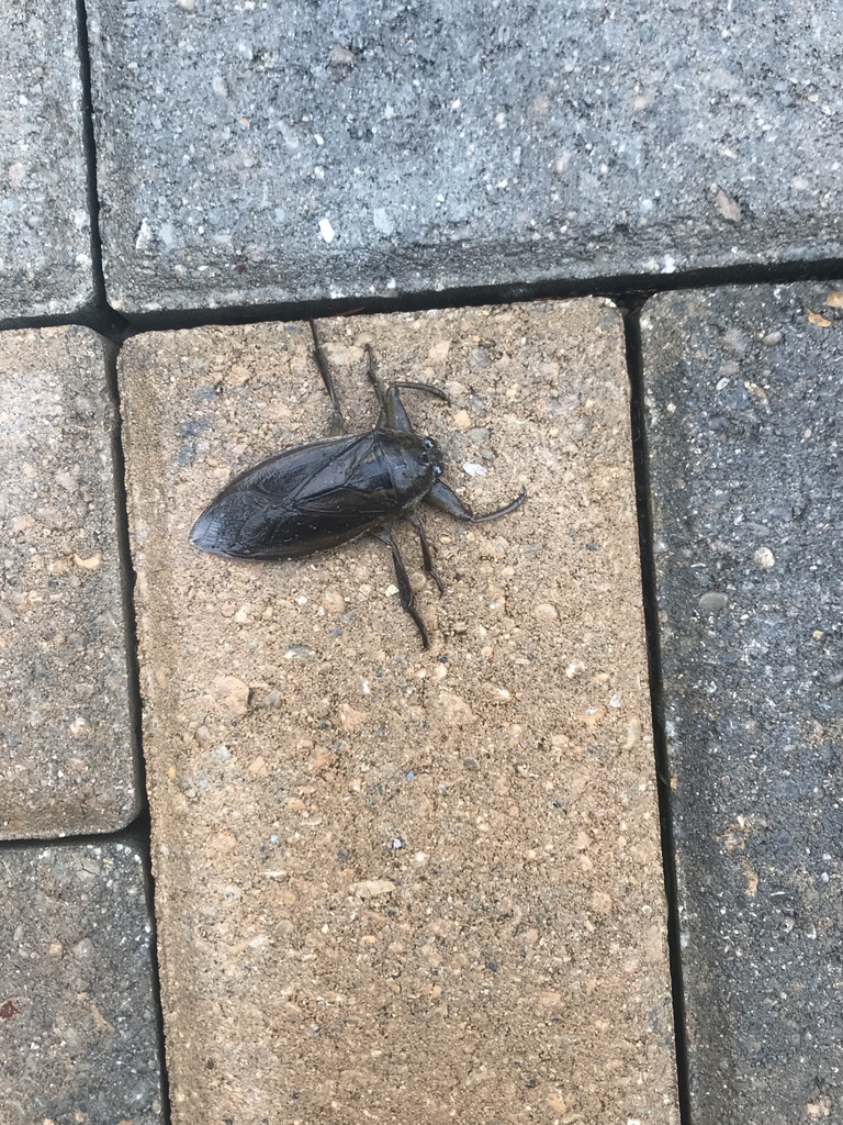 American Giant Water Bug from S Weston Rd, Pickford, MI, US on October ...